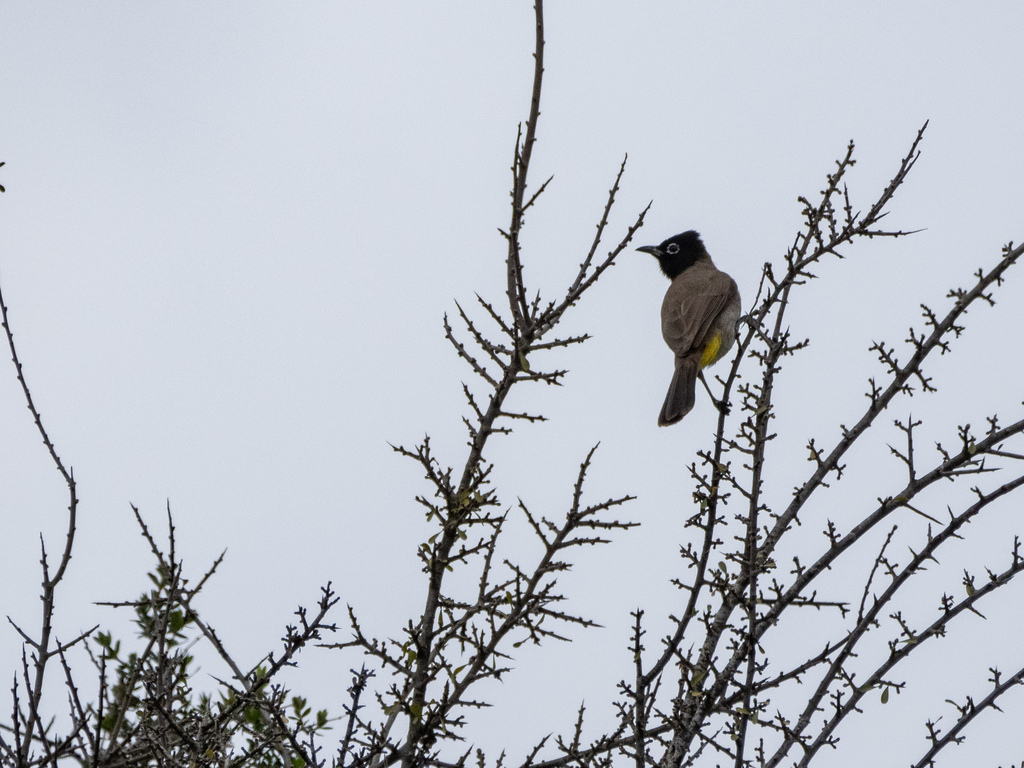 White-spectacled Bulbul from Jerusalem District, Israel on February 23 ...