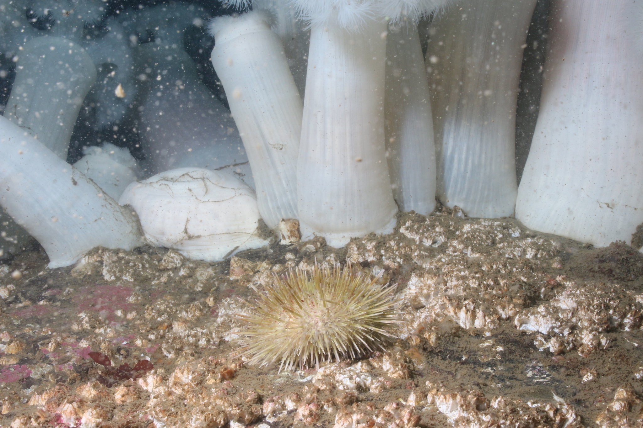 Strongylocentrotus droebachiensis (O.F.Müller, 1776)