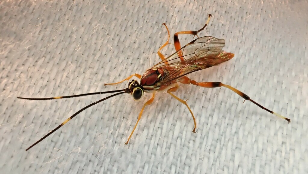 Basket-cocoon parasitoid from Adelaide SA, Australia on February 23 ...