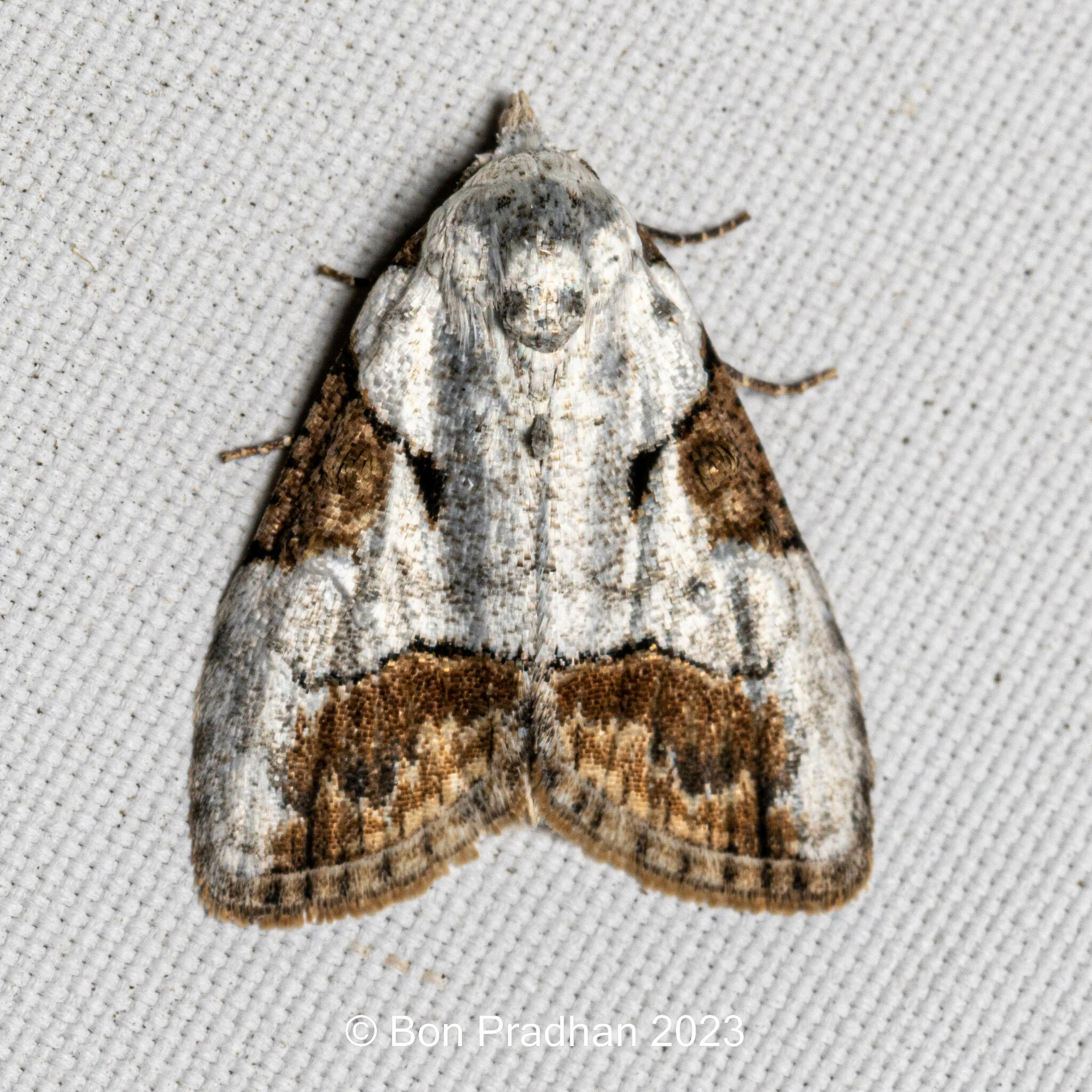 Calonola László, Ronkay & Witt, 2010