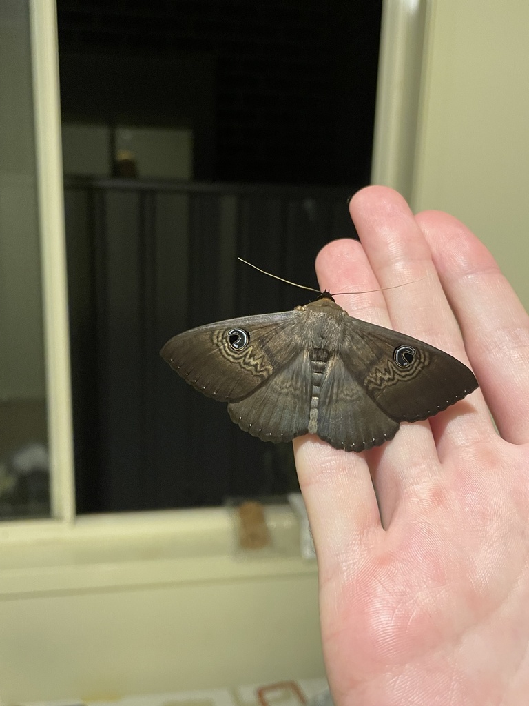 Southern Moon Moth from Hargrave Ave, Point Cook, VIC, AU on February ...