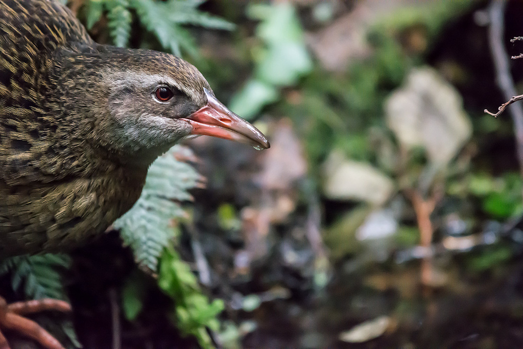 Western Weka in October 2017 by dankeny · iNaturalist