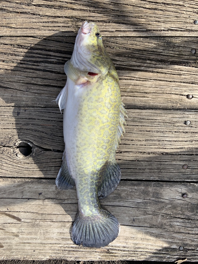 Murray Cod in February 2023 by jonathankmsims. Welcome bycatch while ...