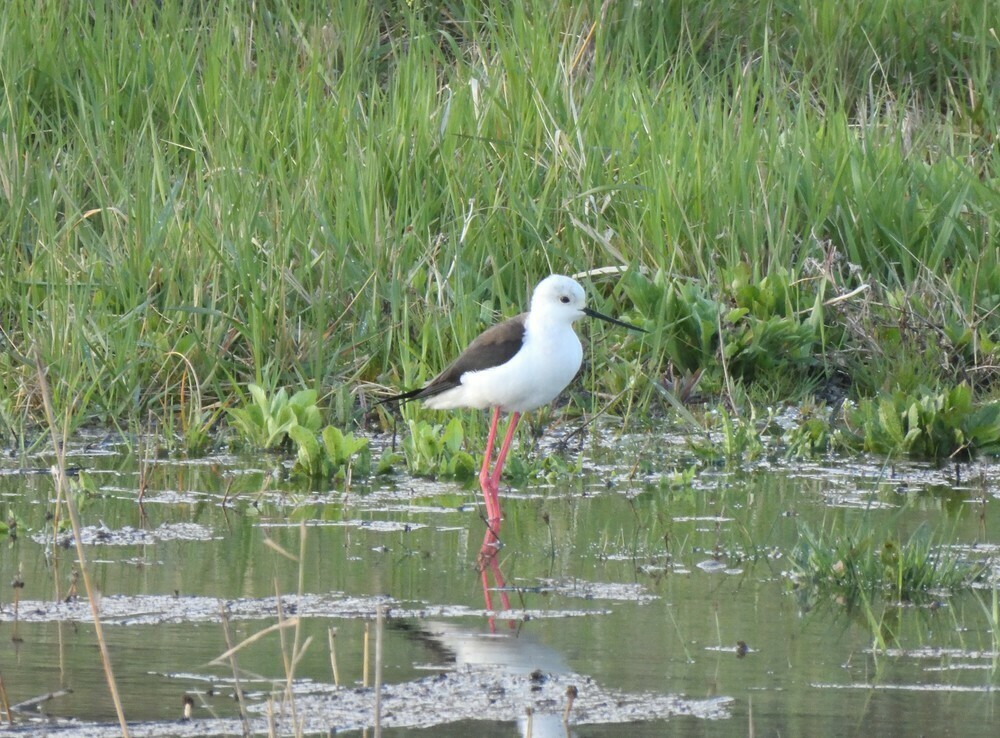 Black-winged Stilt from Gundinci, Croatia on April 16, 2022 by Tomislav ...