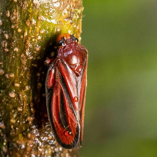 Amberana uncinata · iNaturalist Mexico