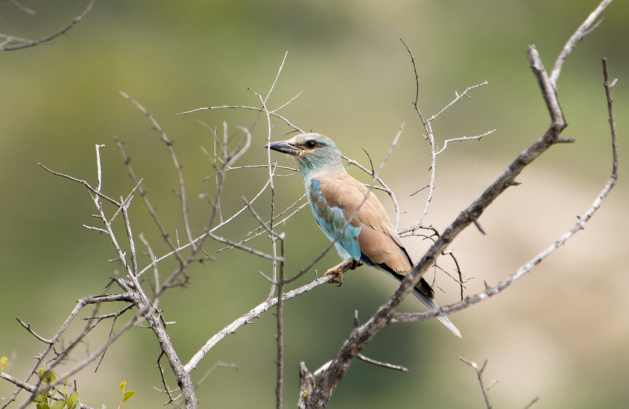 Coracias garrulus Linnaeus, 1758