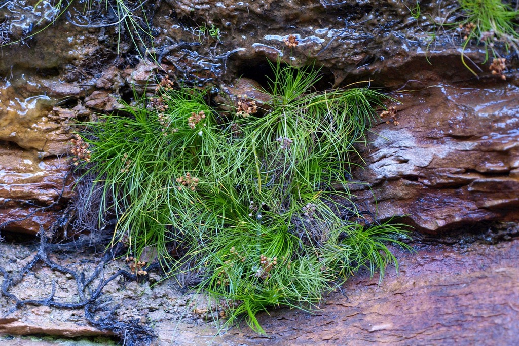 Alania cunninghamii from Blue Mountains Nat'l Park NSW 2787, Australia ...