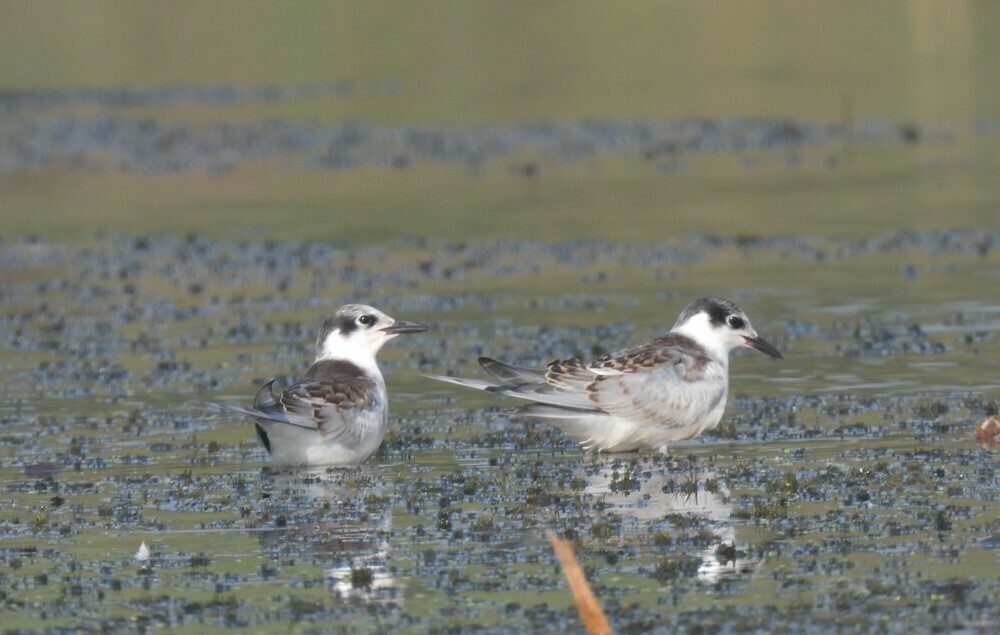 Whiskered Tern from Gundinci, Croatia on August 27, 2022 by Tomislav ...