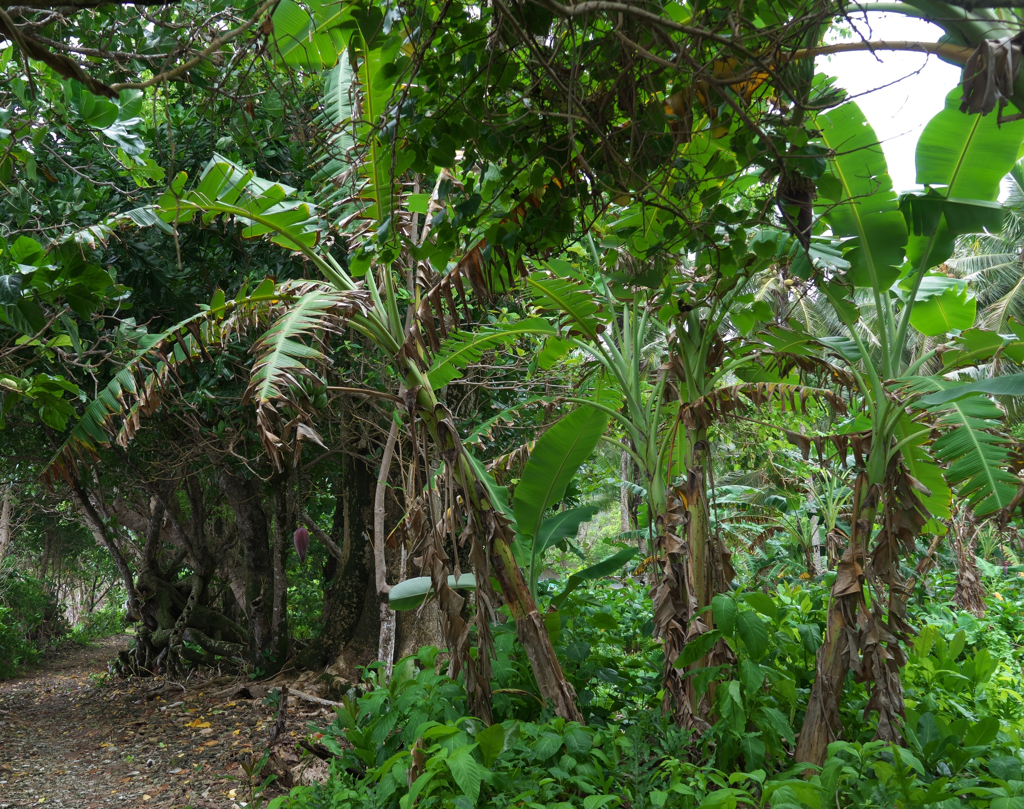 Musa ×paradisiaca L.