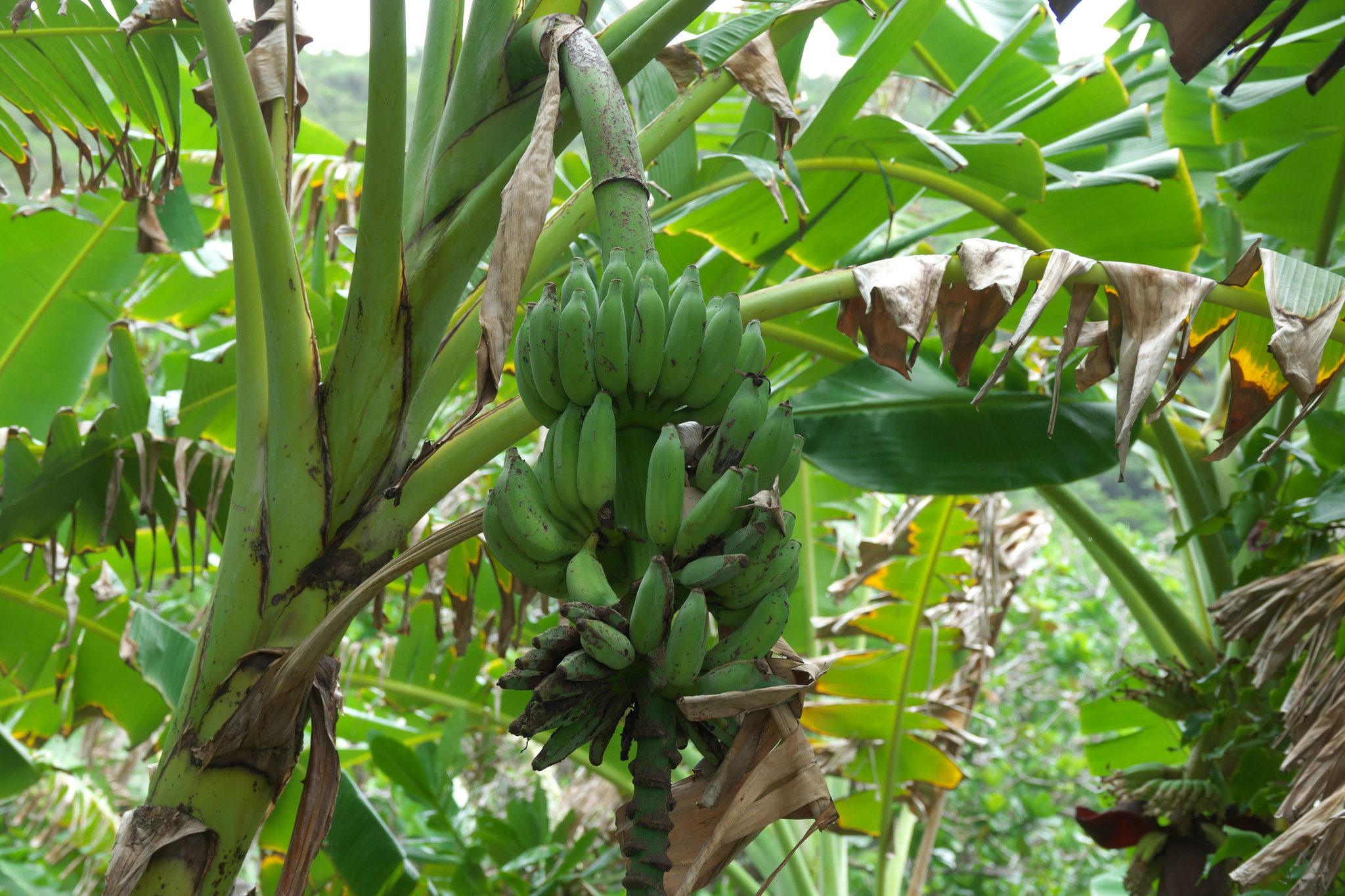 Musa ×paradisiaca L.