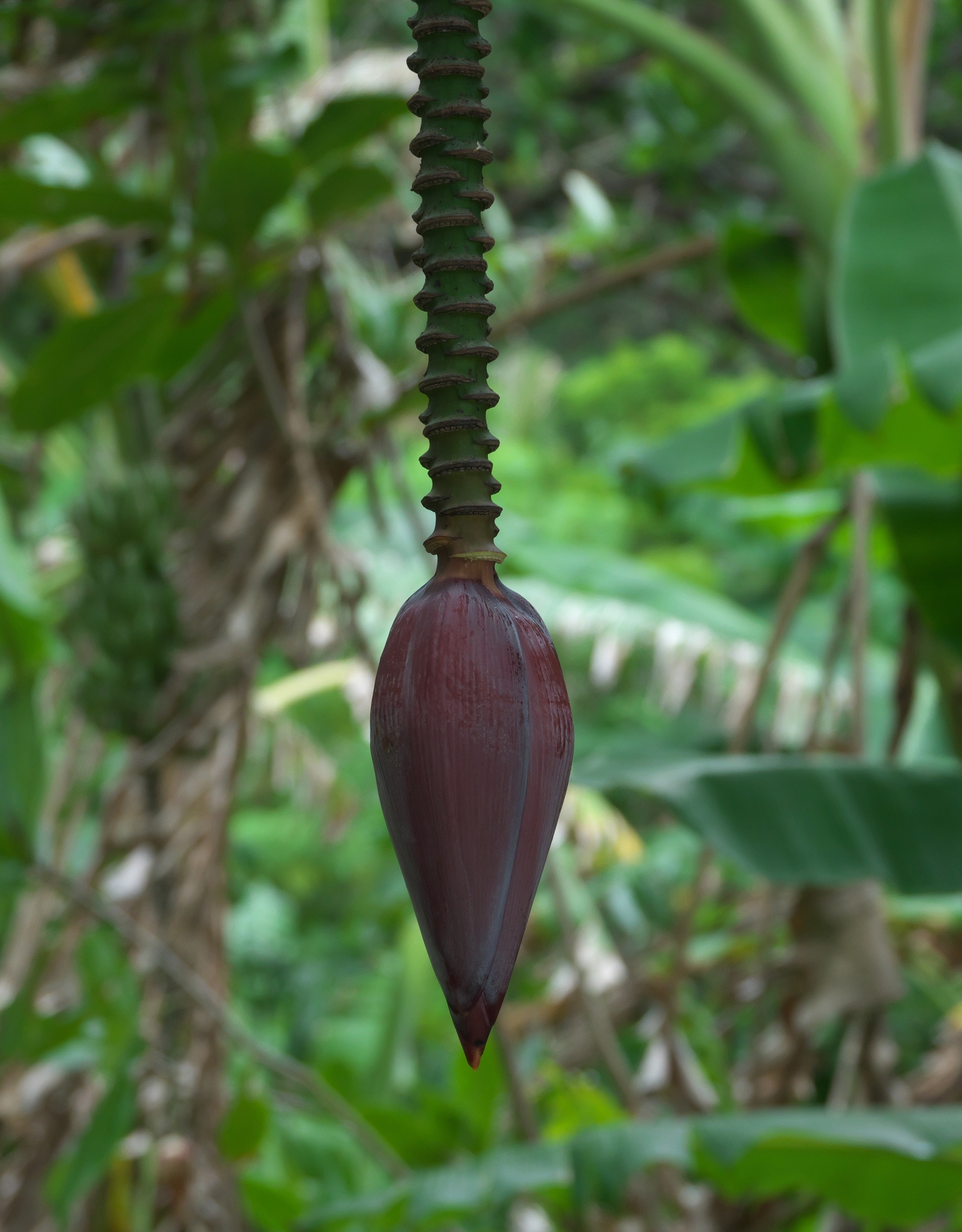 Musa ×paradisiaca L.