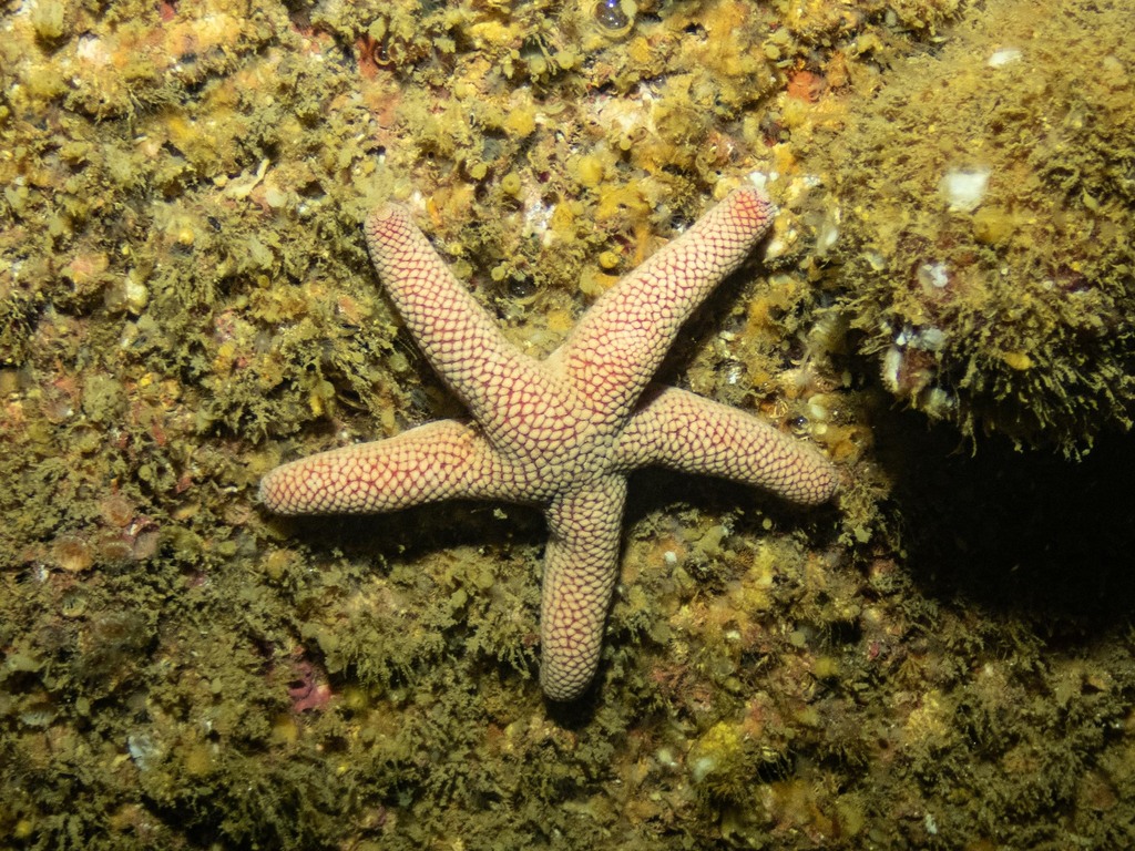 Troughton's Sea Star from Phillip Island, Victoria, Australia on ...