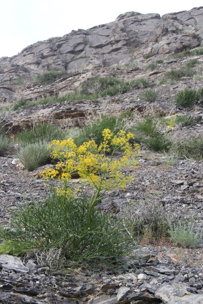 (Ferula ceratophylla) - Botanical Realm