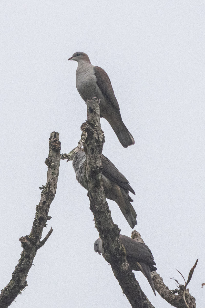 Ducula badia (Raffles, 1822)