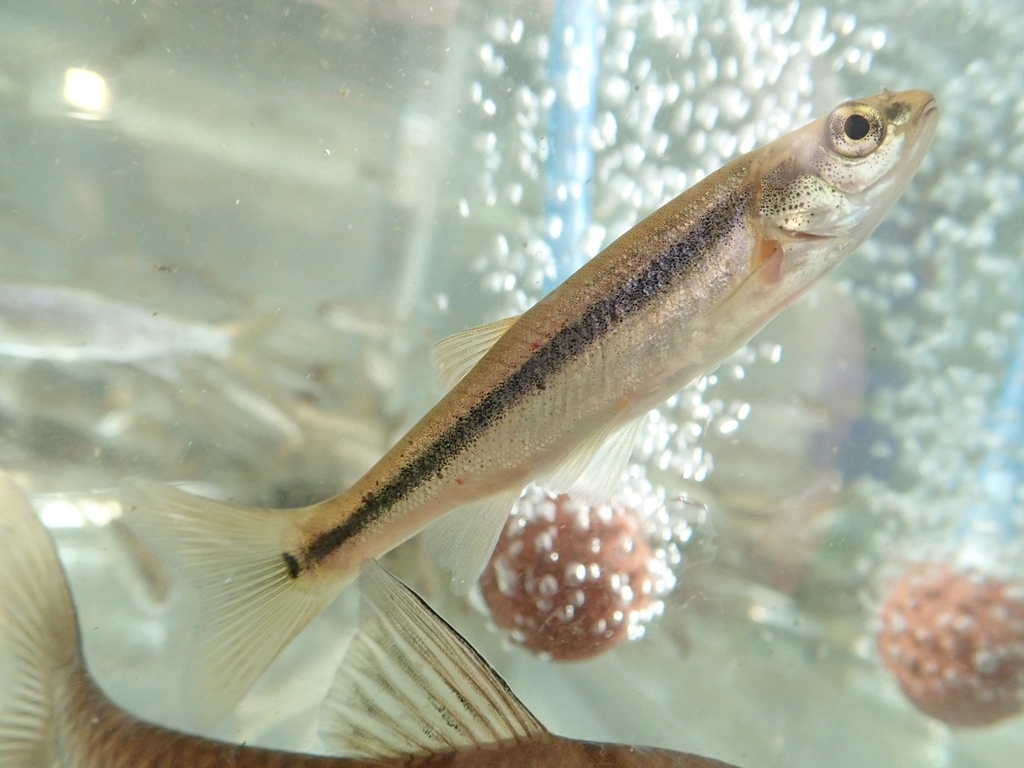 Rhynchocypris steindachneri from 日本、〒242-0029 神奈川県大和市上草柳 on February 25 ...