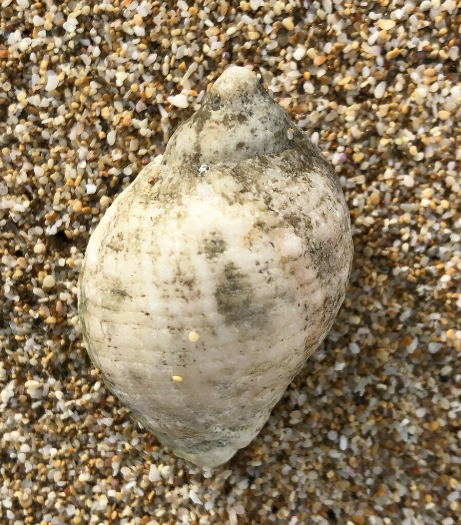 Cart-Rut Shell from Port Macdonnell SA 5291, Australia on February 24 ...