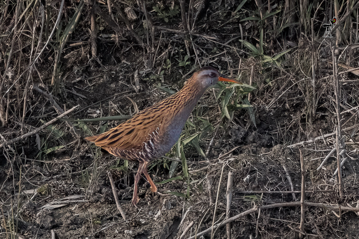 Rallus indicus Blyth, 1849