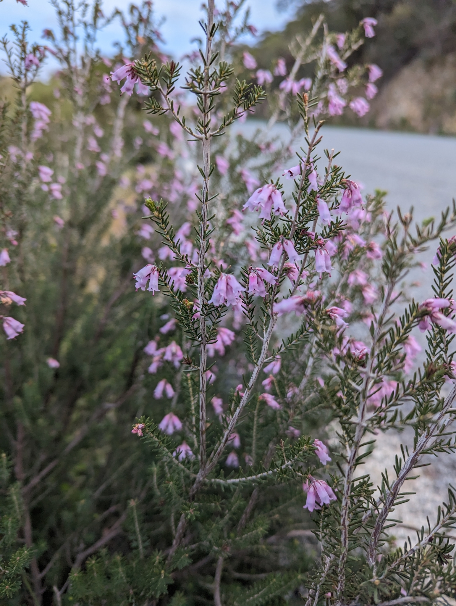 Erica australis L.