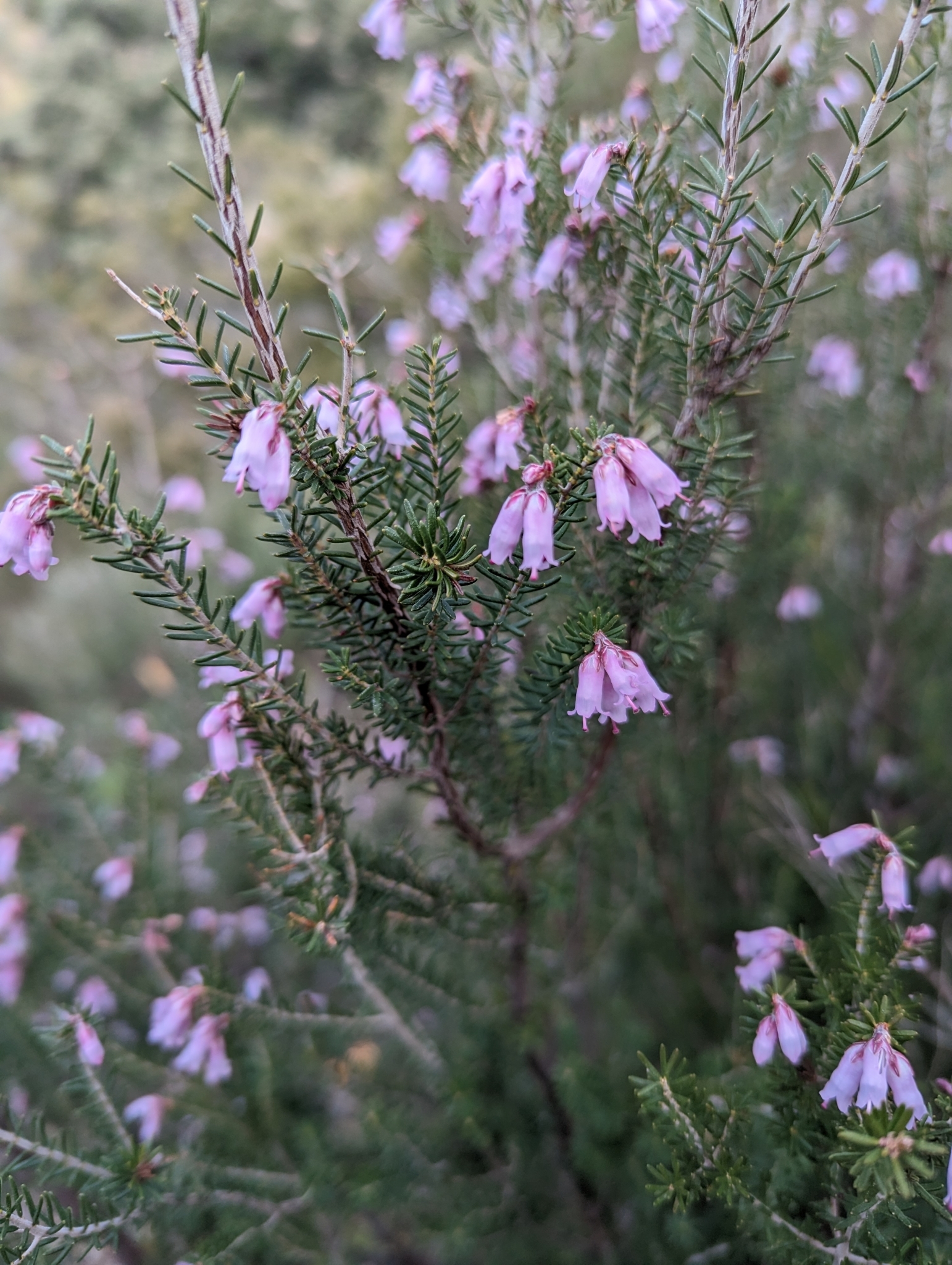 Erica australis L.