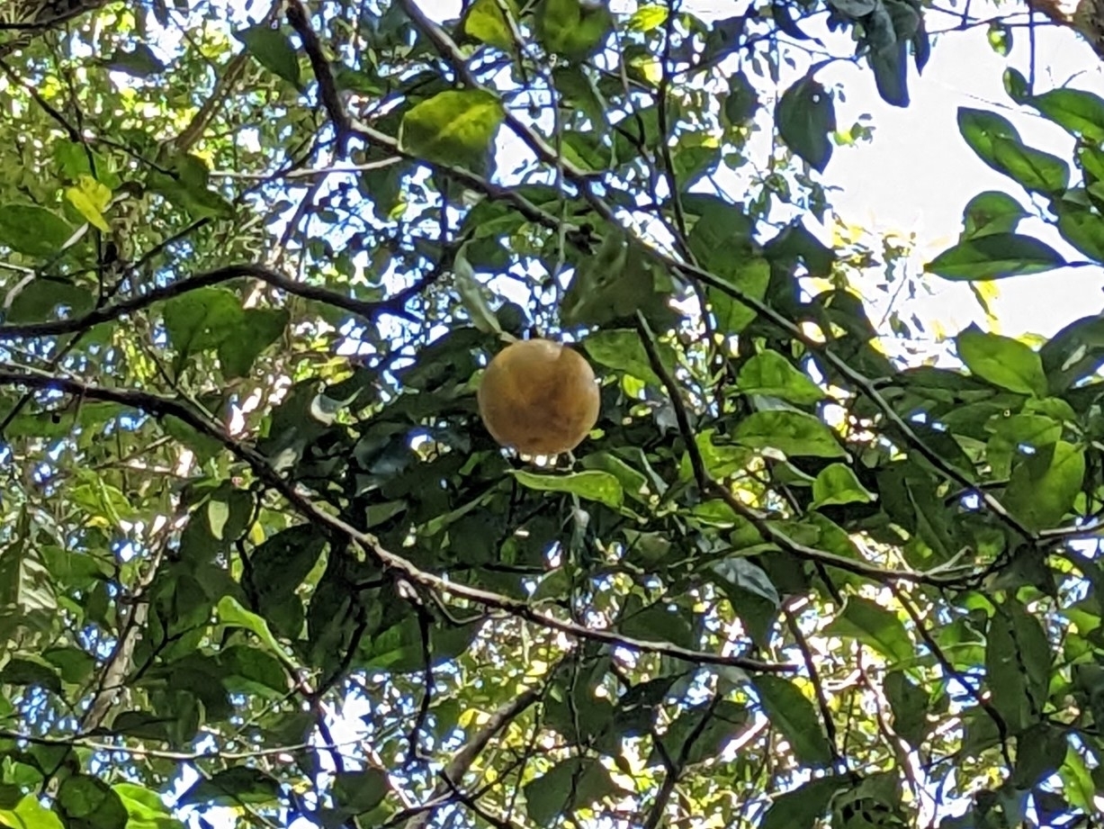 Citrus ×aurantium L.