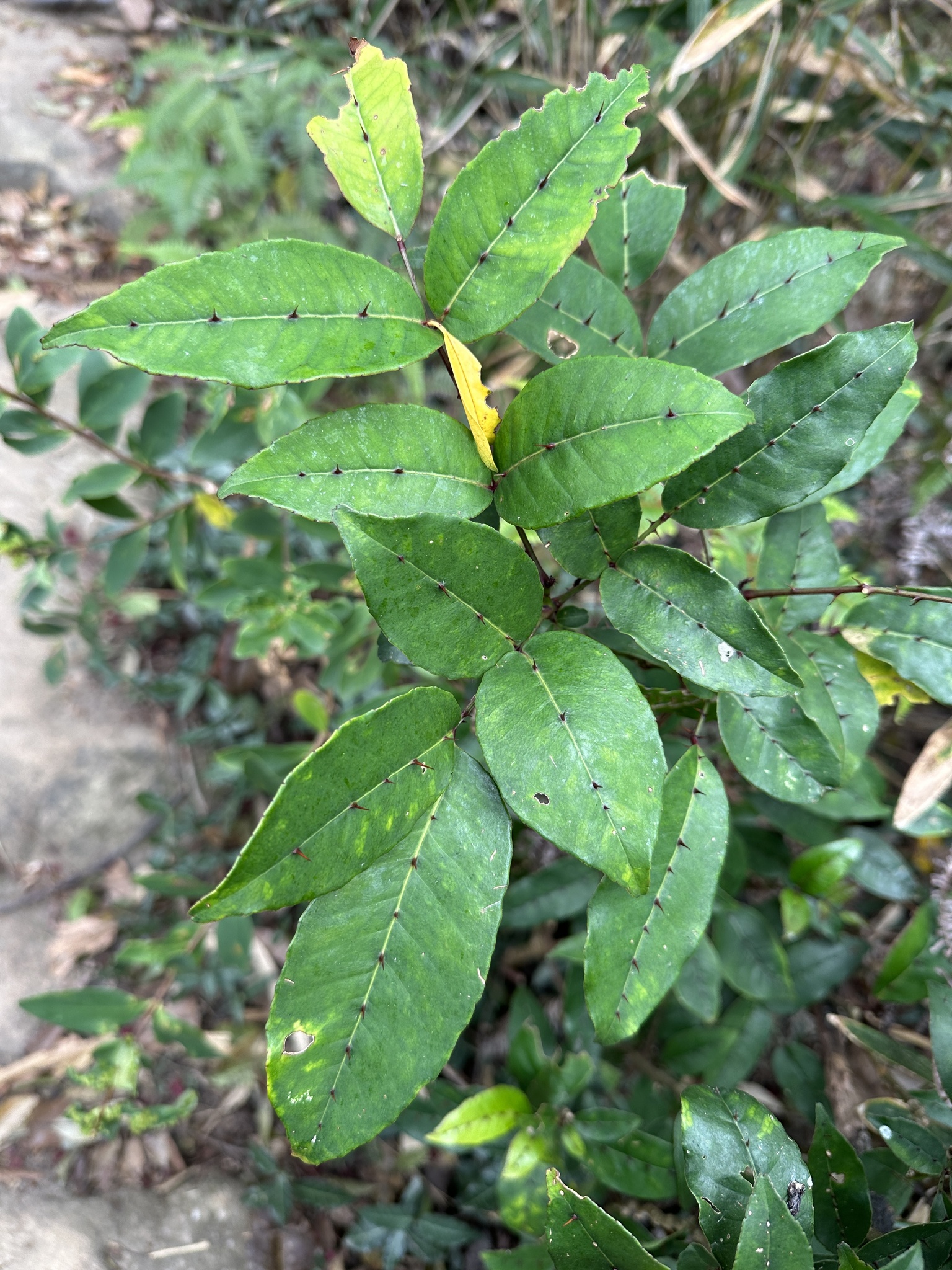 Zanthoxylum nitidum (Roxb.) DC.
