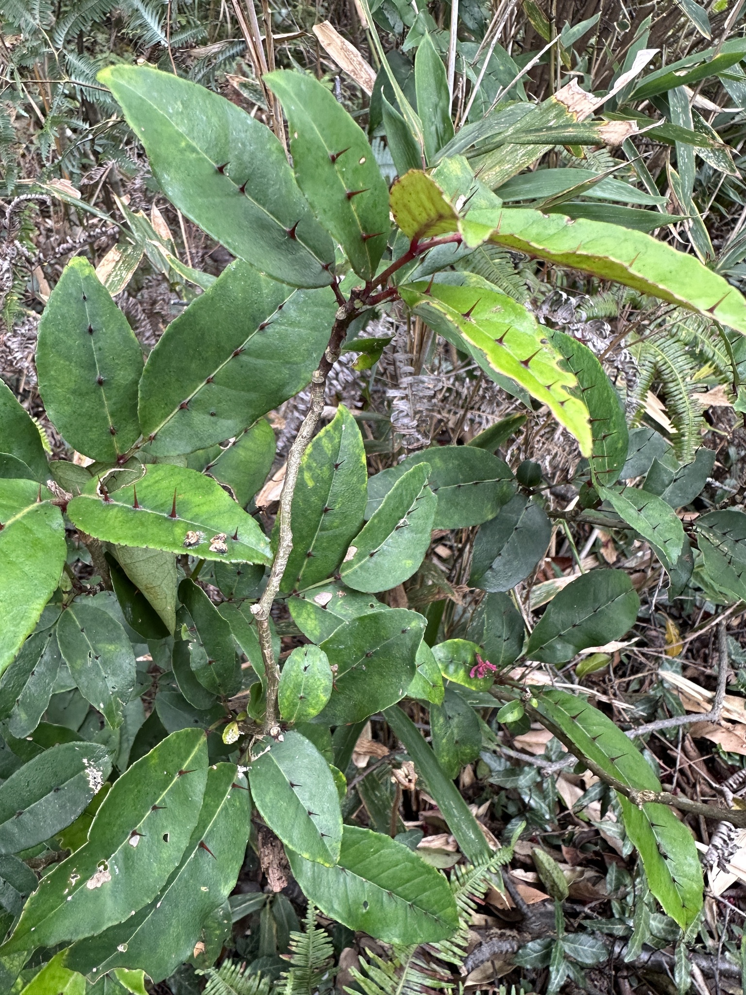 Zanthoxylum nitidum (Roxb.) DC.