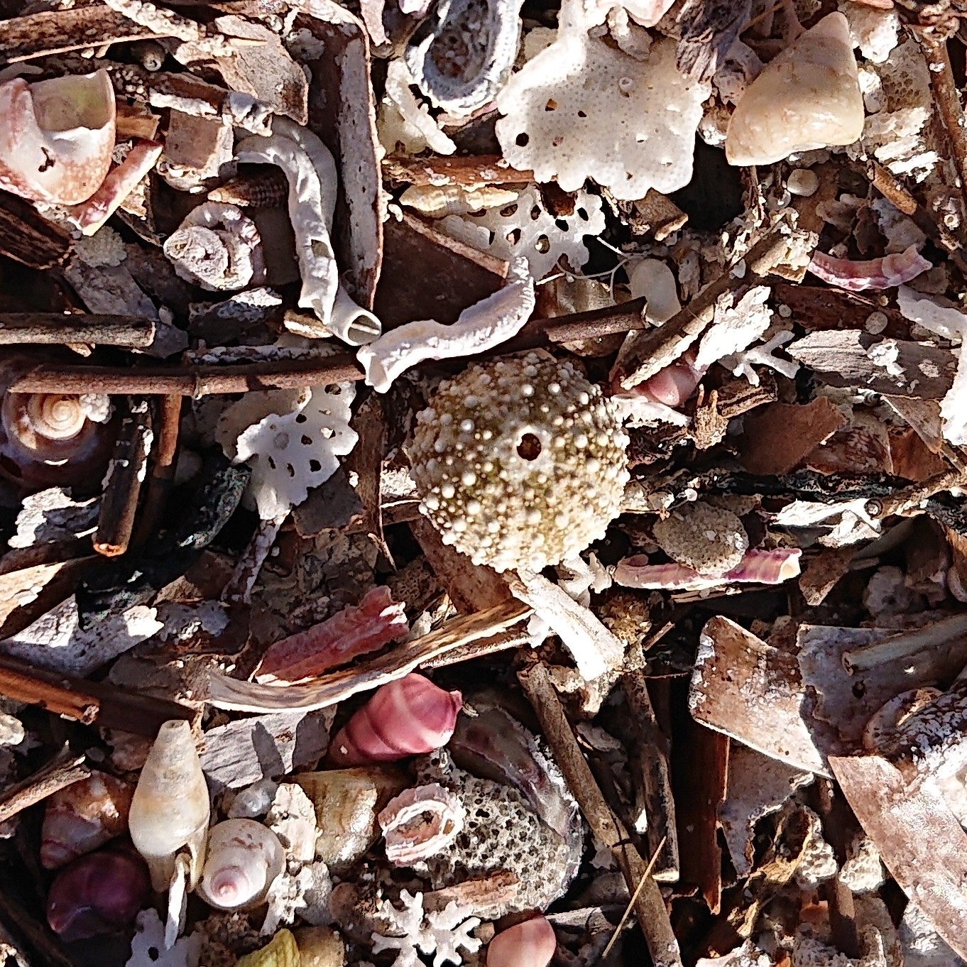 Heliocidaris erythrogramma (Valenciennes, 1846)