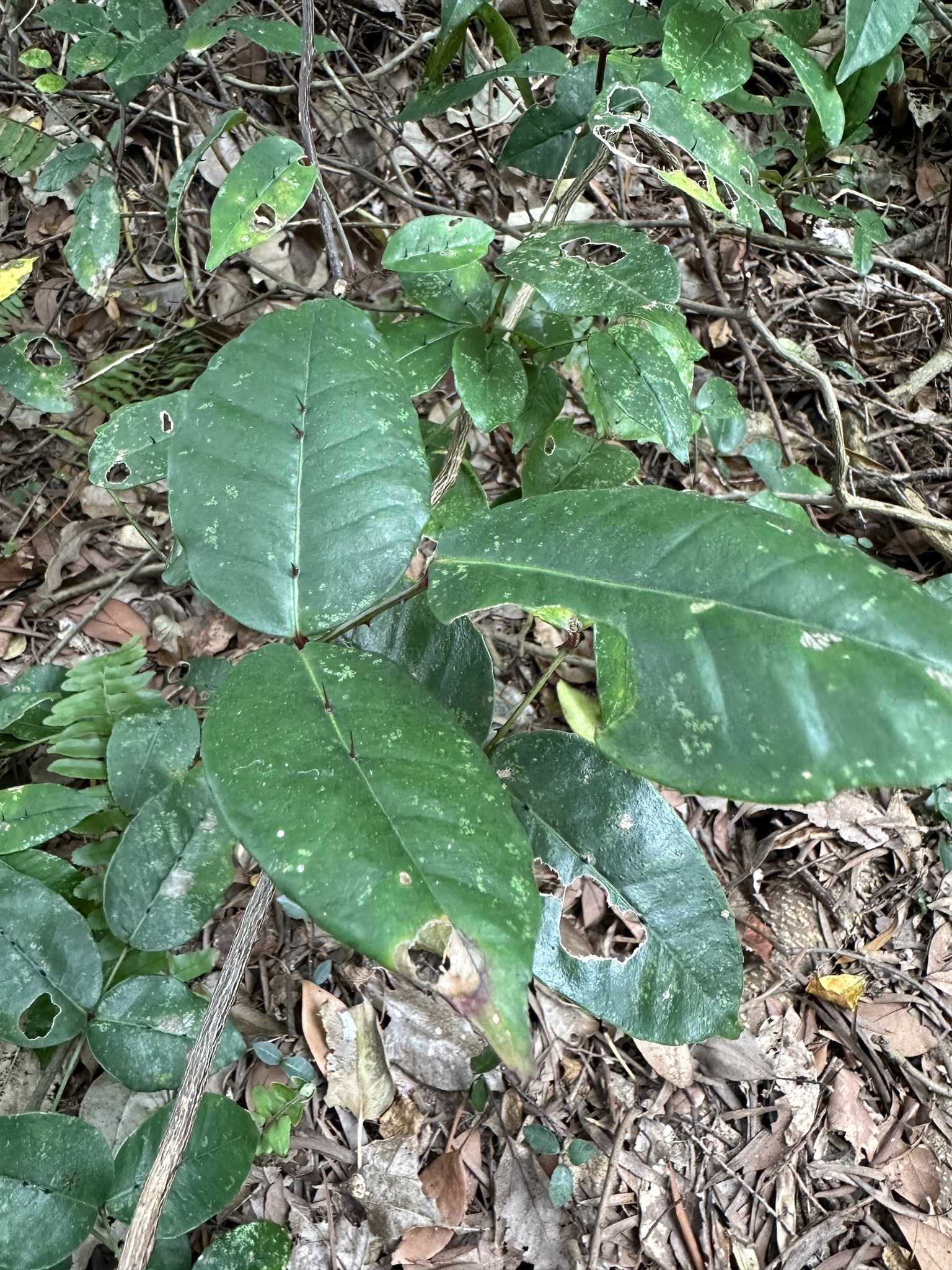 Zanthoxylum nitidum (Roxb.) DC.