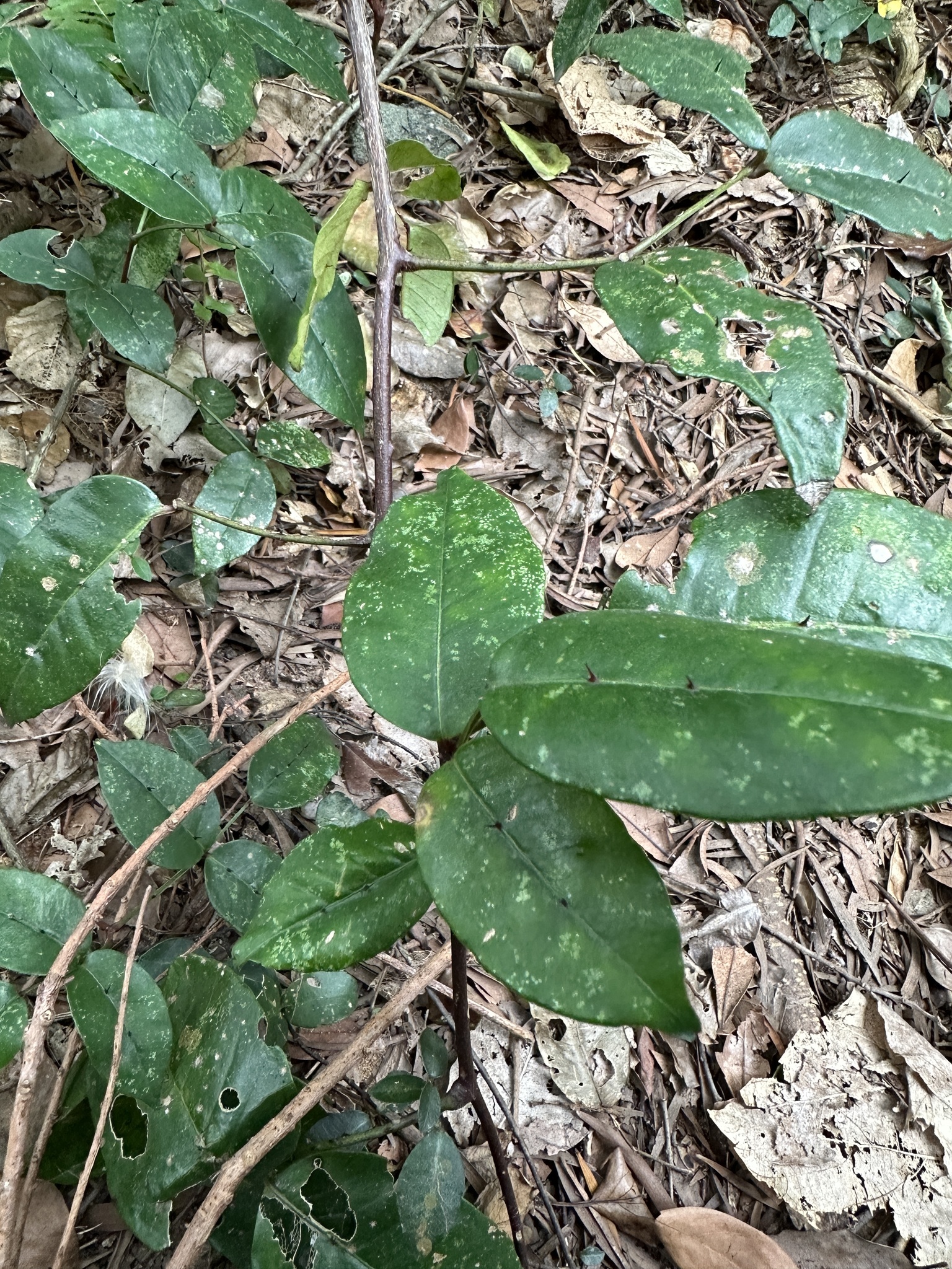 Zanthoxylum nitidum (Roxb.) DC.