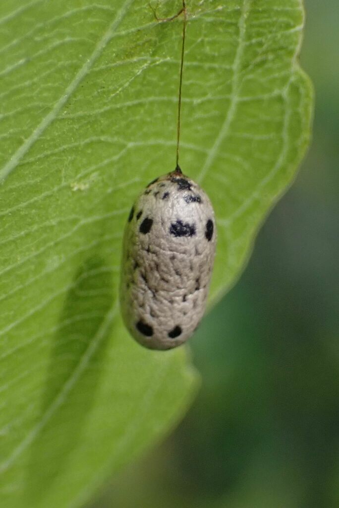 Charops from Sabiepark, Sabie Park, 1260, South Africa on February 16 ...