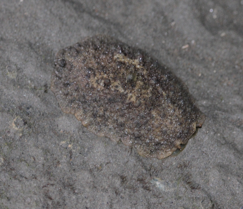 Warty Slug from Hervey Bay - Pt A, AU-QL, AU on February 25, 2023 at 06 ...