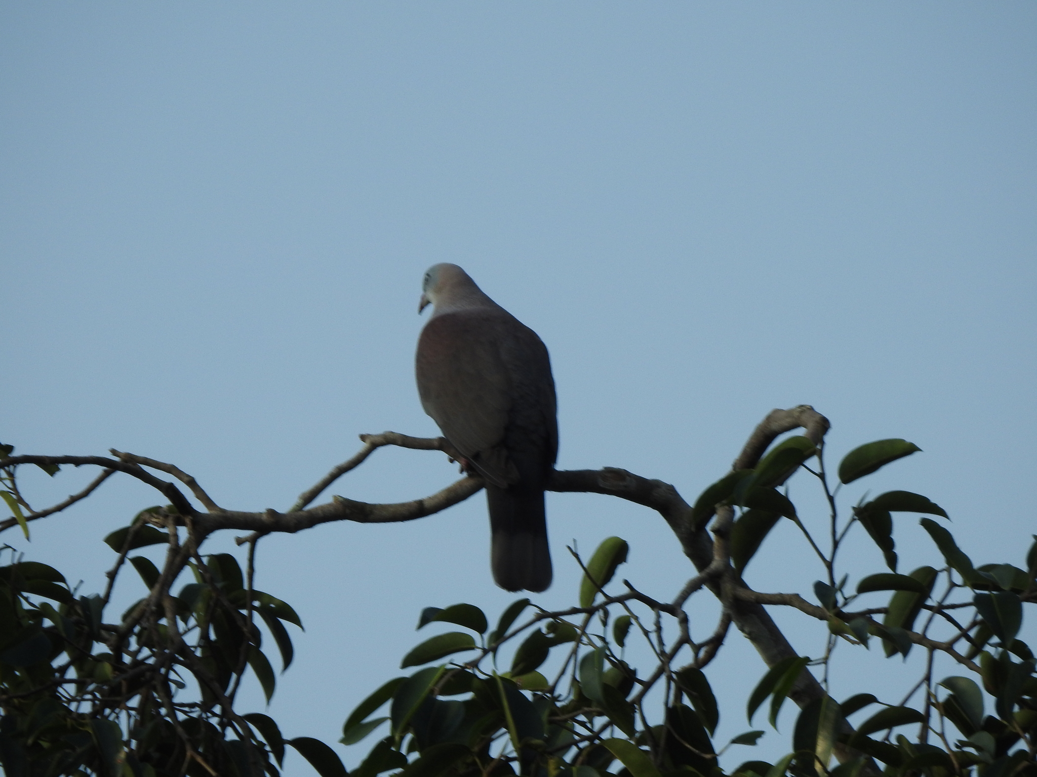 Ducula badia (Raffles, 1822)