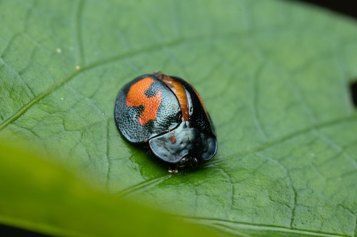 Stolas aeneovittata · iNaturalist