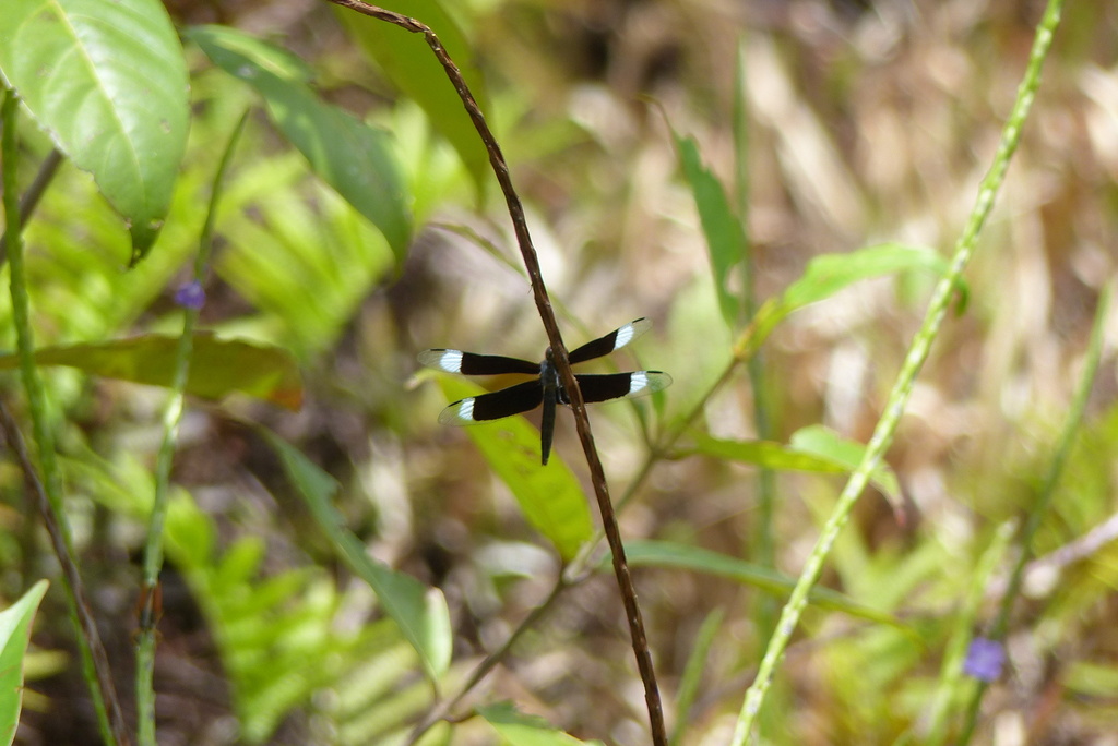 Neurothemis decora in February 2023 by gee912 · iNaturalist