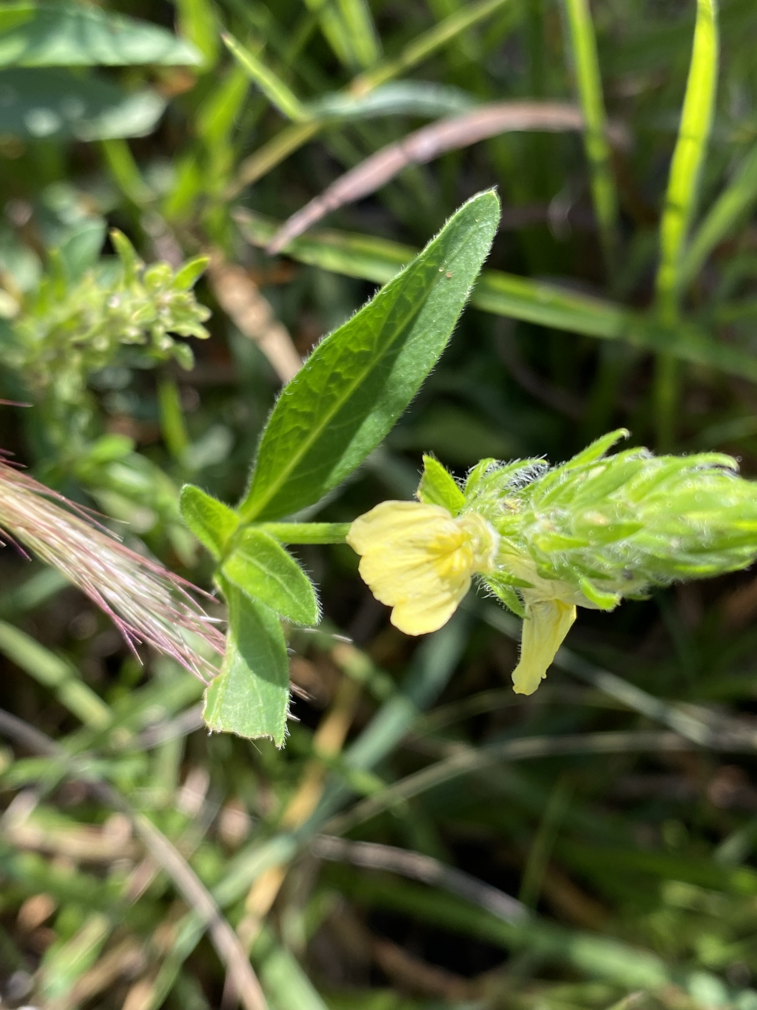 Justicia flava (Forssk.) Vahl