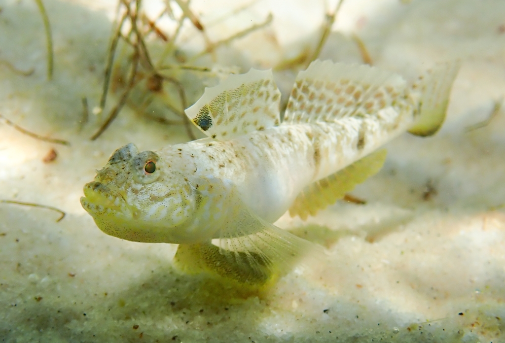 Southern Longfin Goby from Albany, WA, Australia on February 25, 2023 ...