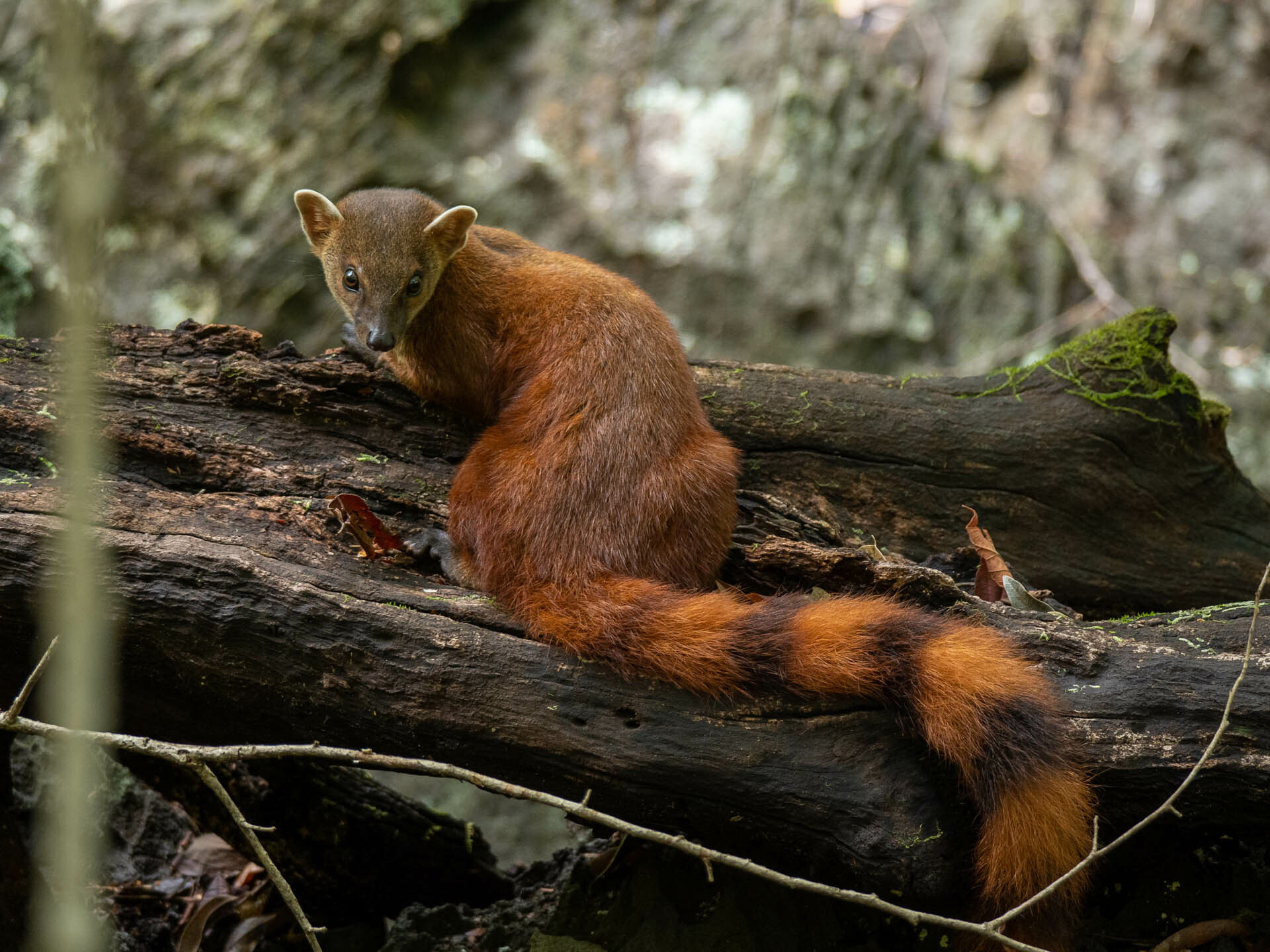 Galidia elegans I.Geoffroy Saint-Hilaire, 1837