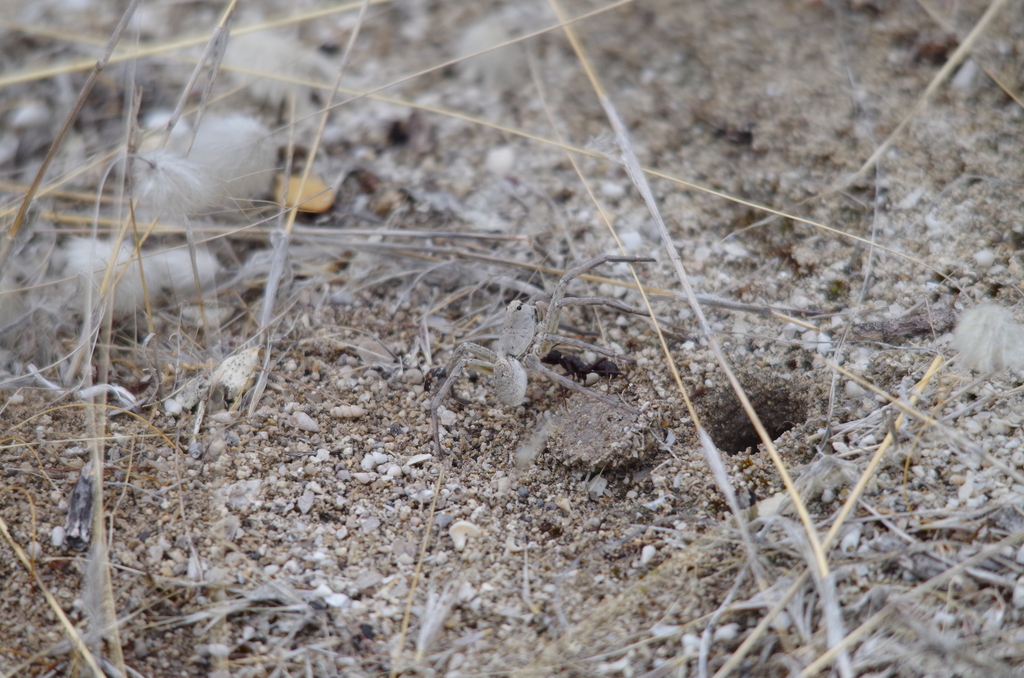 Grey Wolf Spider from Lower Light SA 5501, Australia on February 25 ...