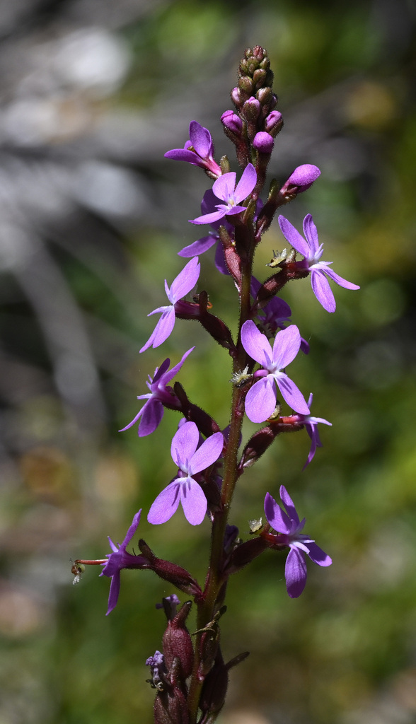 Thrift-leaved Triggerplant from Baw Baw Village VIC 3833, Australia on ...