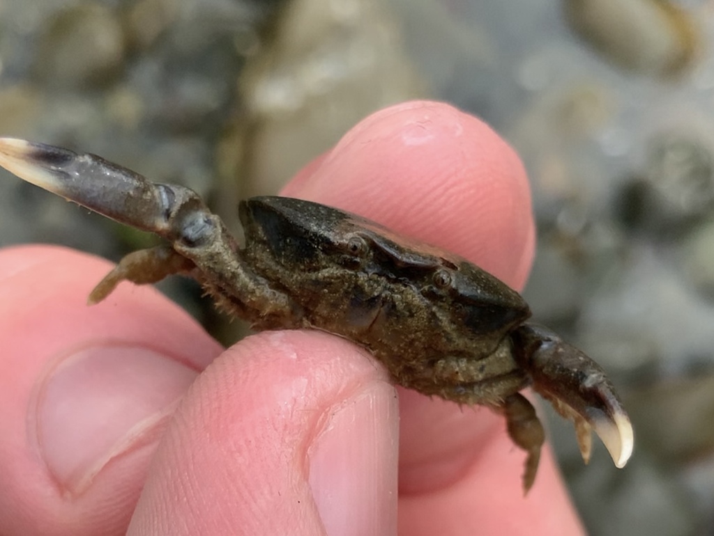 Big Hand Crab from Wellington City Council, Wellington, New Zealand on ...