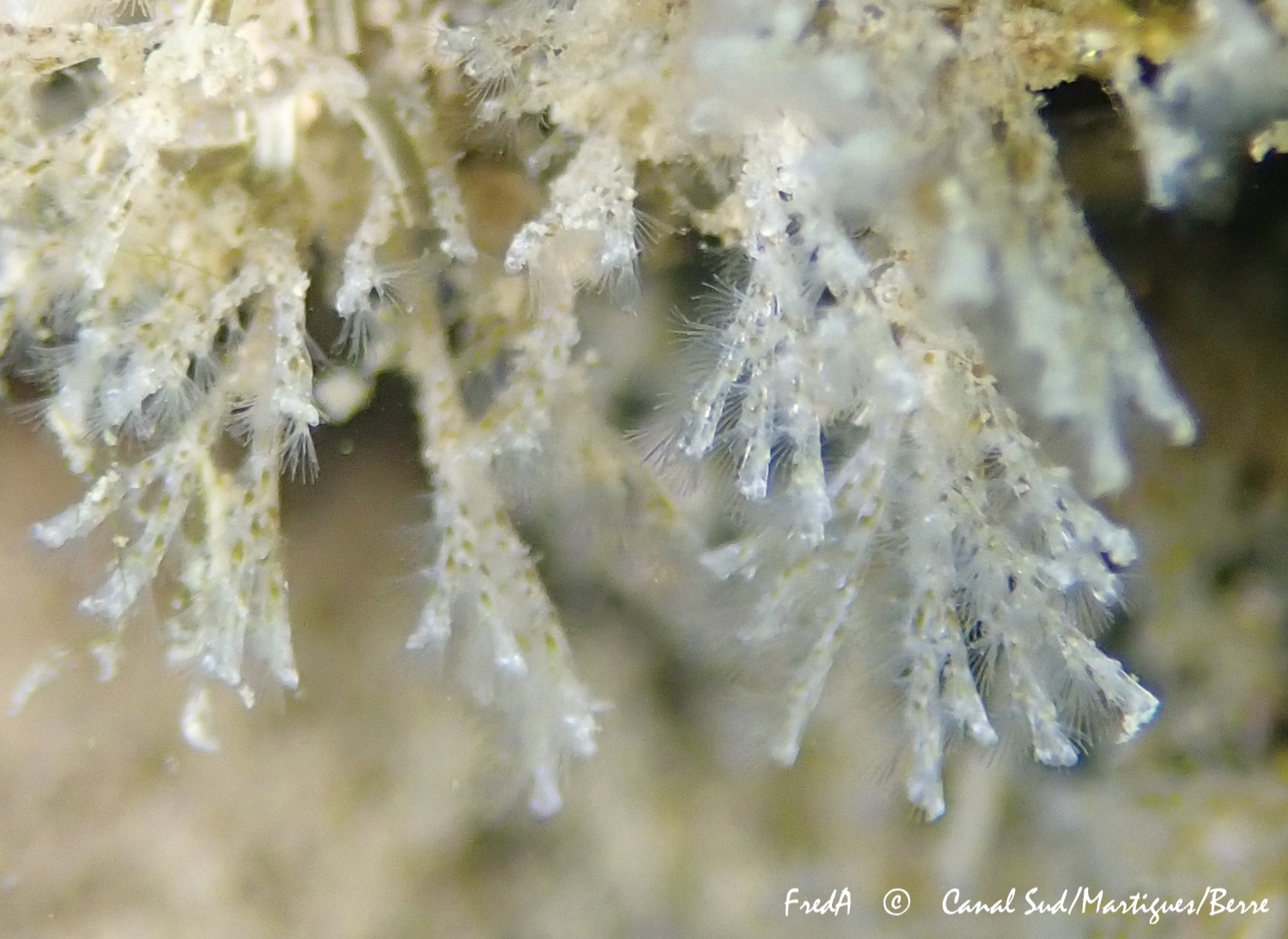 Bugulina stolonifera (Ryland, 1960)