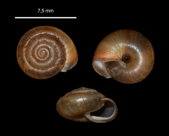 Trochulus hispidus (Linnaeus, 1758)