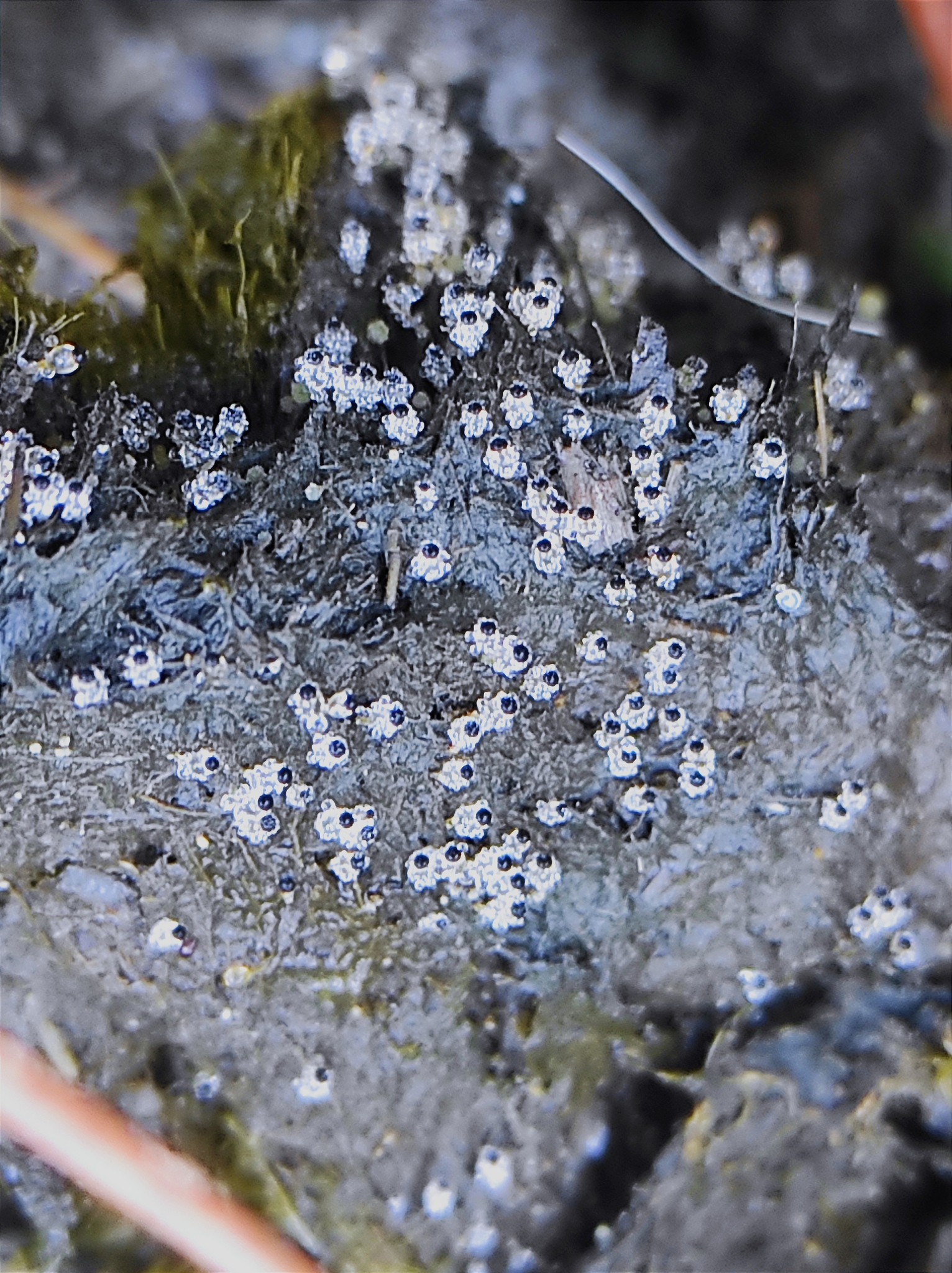 Pilobolus Tode, 1784