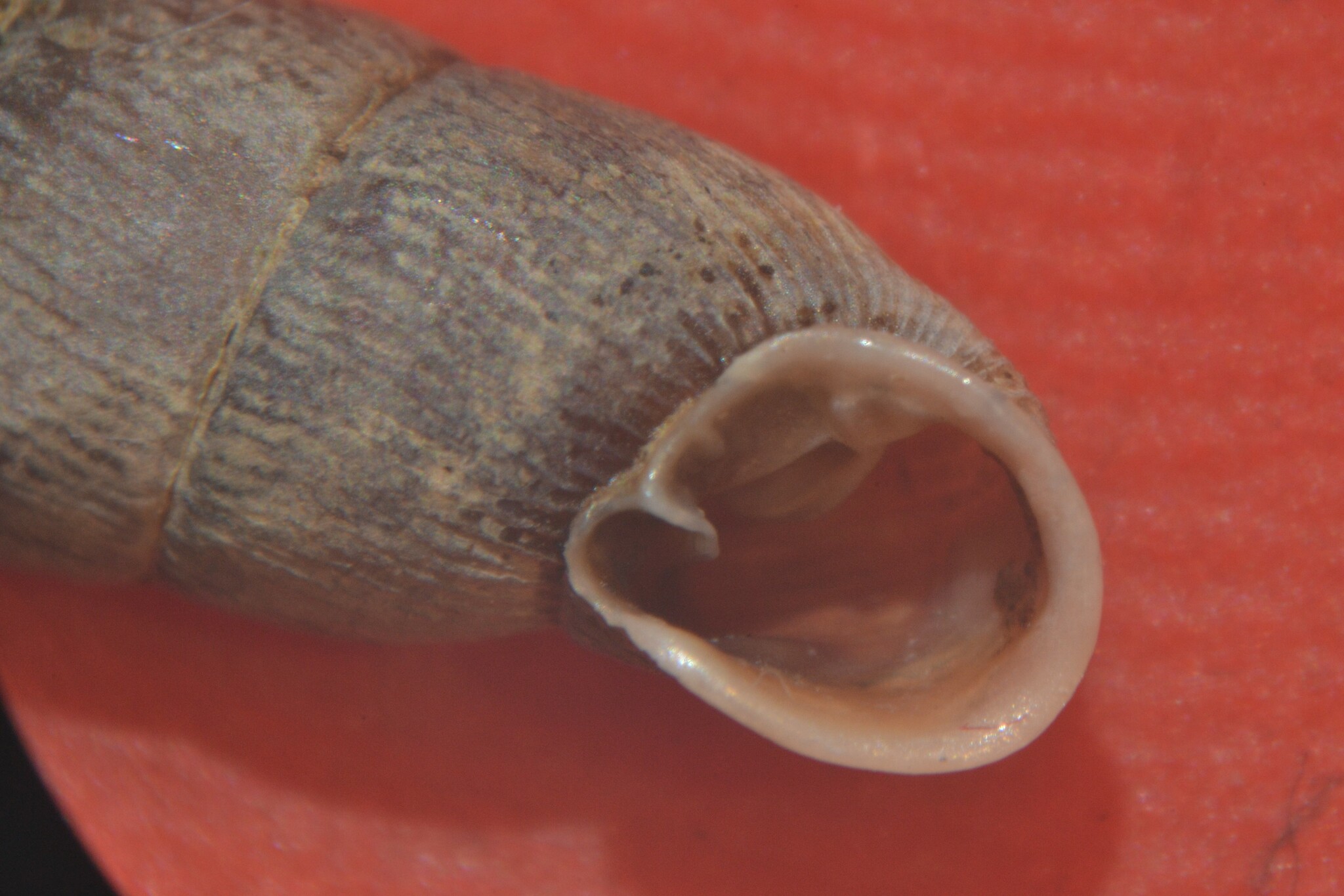 Macrogastra attenuata (Rossmässler, 1835)