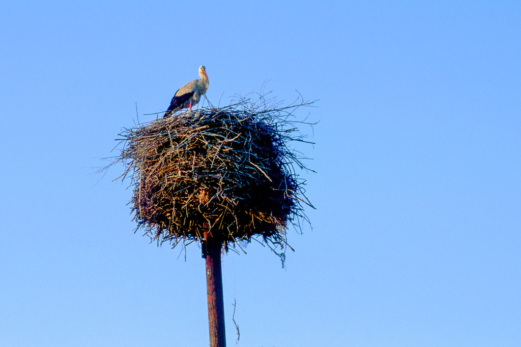 White Stork from Tiszalök, Ungarn on June 4, 1998 at 08:00 PM by ...