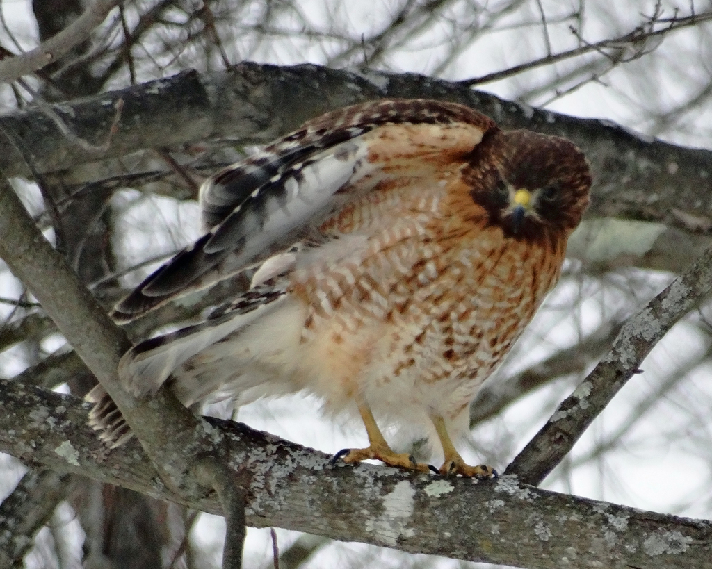 Red-shouldered Hawk from Salem, NH 03079, USA on February 25, 2023 at ...