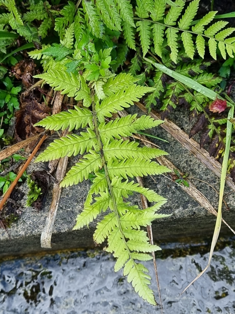 Soft Fern from Cabo Girão, 9300 Câmara de Lobos, Portugal on February ...