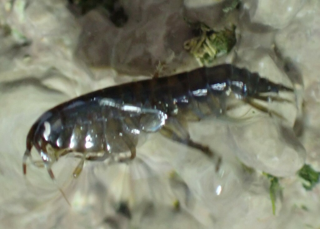 Gammaridae from La Saie on February 24, 2023 at 04:58 PM by Nicolas ...