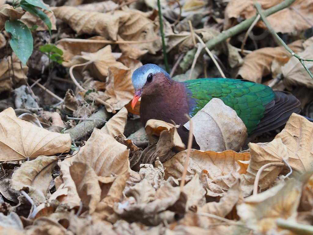 Asian Emerald Dove from TW on February 25, 2023 at 04:03 PM by heronp ...