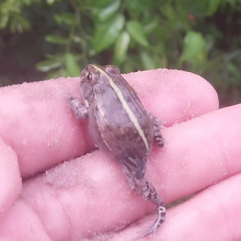 Edible bullfrog from Phelandaba, 3994, South Africa on February 25 ...